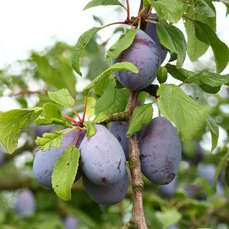 FastGrowingTrees Sales's online Fast Growing Trees French Prune Tree ...