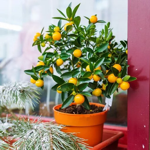 Super Sales! Fast Growing Trees Kishu Mandarin Tree (Seedless) Citrus ...