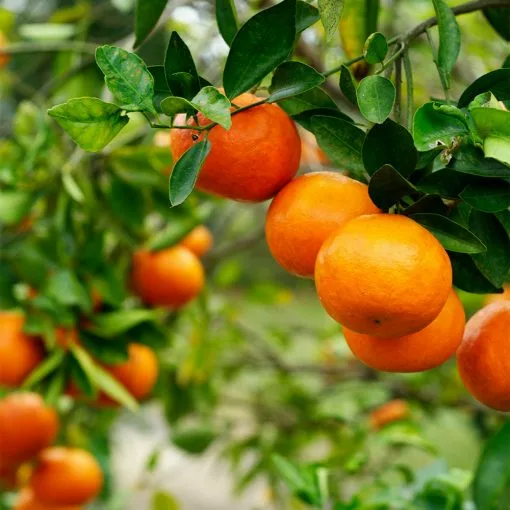 Super Sales! Fast Growing Trees Kishu Mandarin Tree (Seedless) Citrus ...